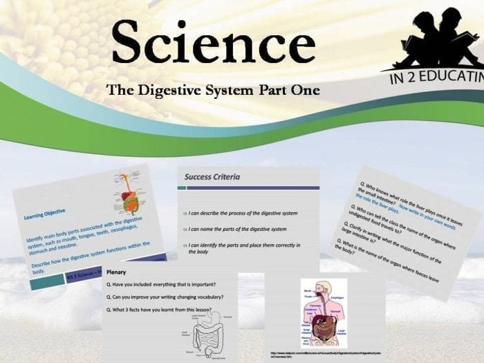 Learn About the Digestive System with Interactive Games and Activities