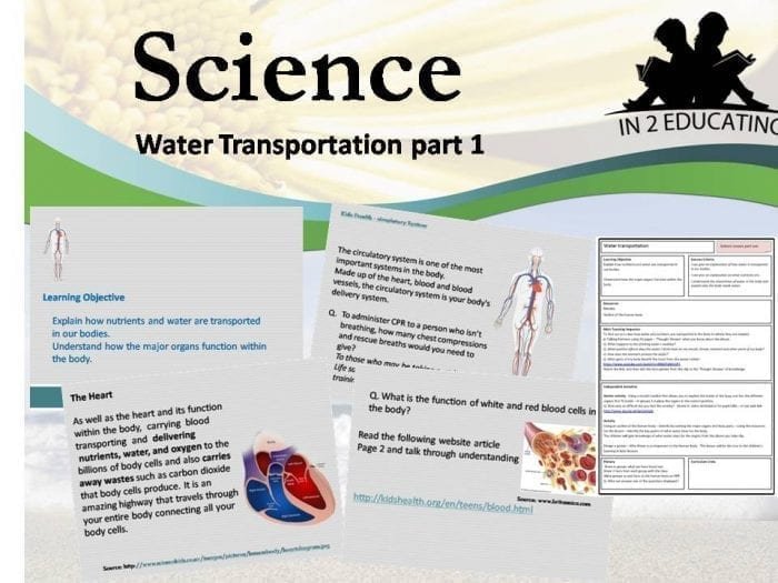Science Lesson on Nutrient and Water Transportation in the Body