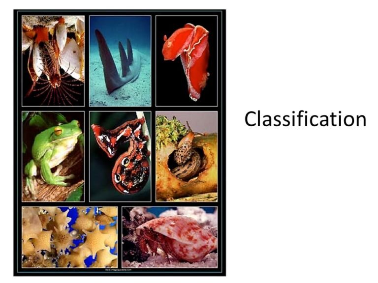 Engaging PowerPoint on Classification of Organisms