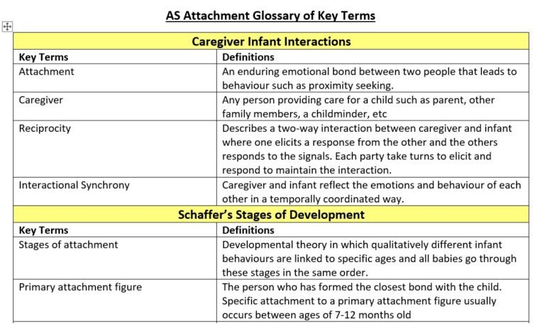 AQA Psychology: Essential Attachment Terms Glossary