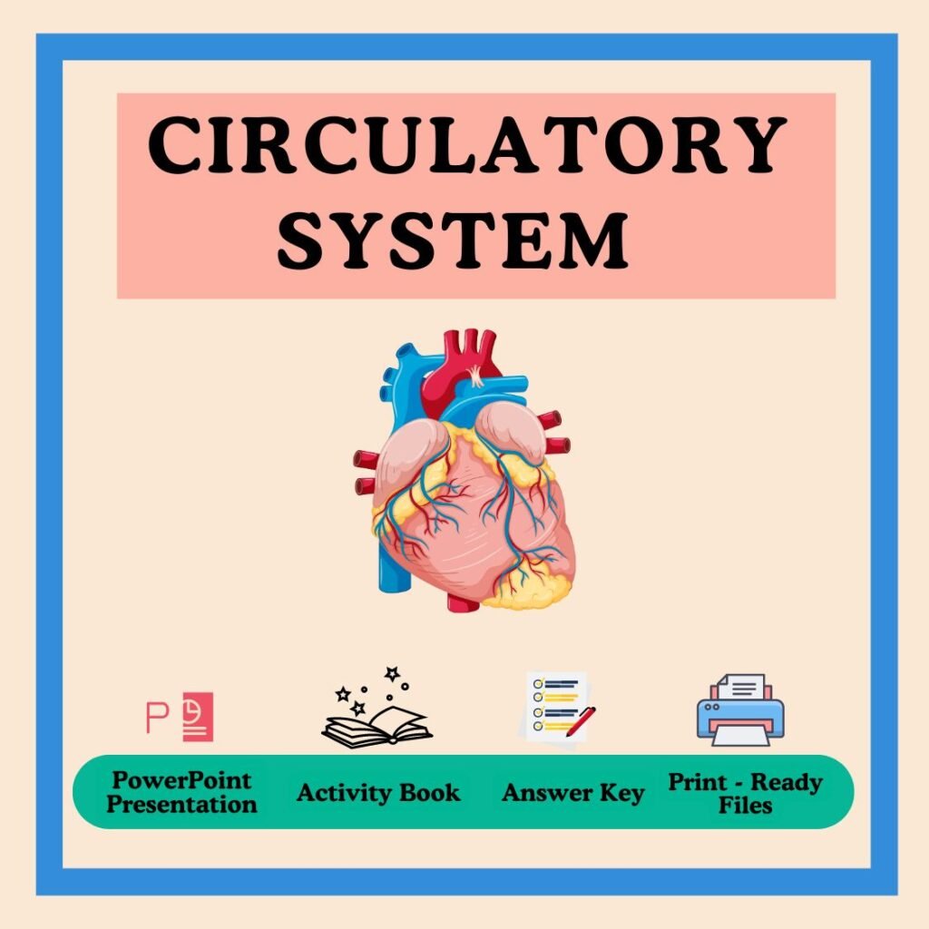 Teach Circulatory System with Engaging Lessons